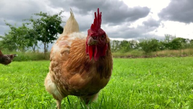 Hen Video Footage – Browse 36,799 HD Stock Video and Footage | Adobe Stock