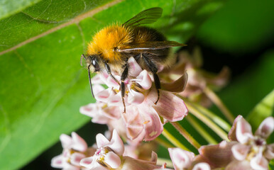 45+ Free Bee Screensaver | Free HD Downloads - Pikwizard
