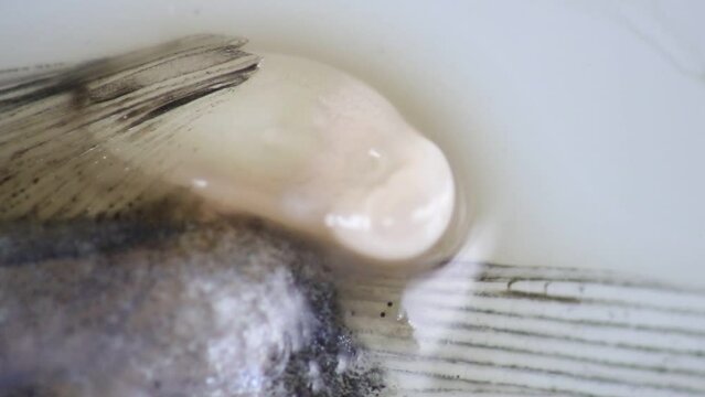 "Flame Cells" Bilder – Durchsuchen 80 Archivfotos, Vektorgrafiken und ...