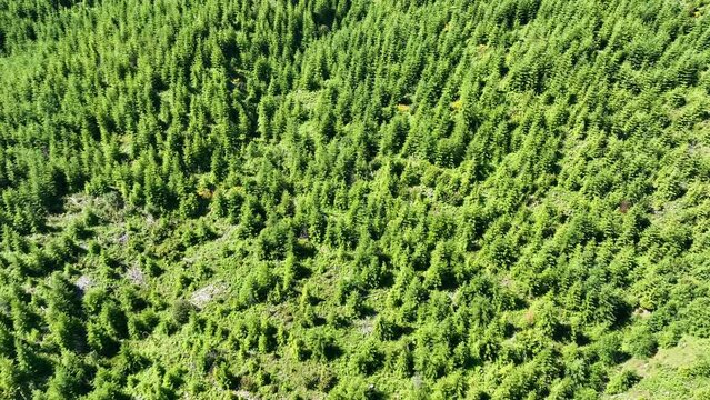 Regrowing Images – Browse 2,079 Stock Photos, Vectors, and Video ...