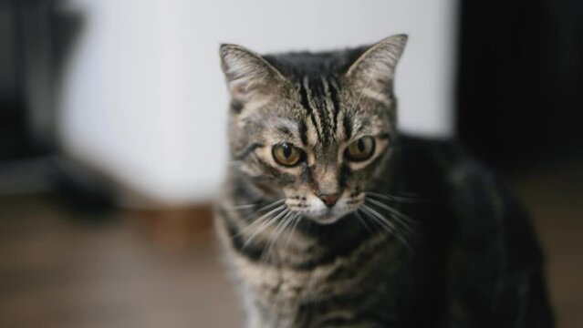 Suspicious Cat Images – Browse 3,406 Stock Photos, Vectors, and Video ...