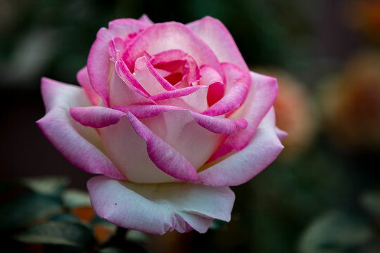 "Pink Rose" Bilder – Durchsuchen 22,460 Archivfotos, Vektorgrafiken und ...