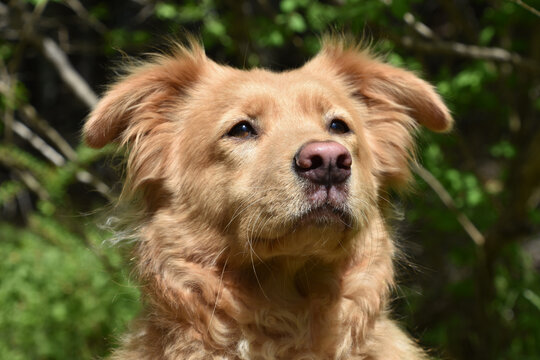 「Toller」の画像 - 25,431 件の Stock 写真、ベクターおよびビデオ | Adobe Stock