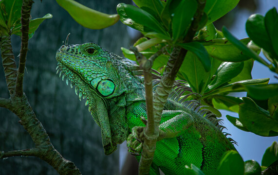 รูปภาพAcrodonta – เลือกดูภาพถ่ายสต็อก เวกเตอร์ และวิดีโอ11,557 | Adobe ...