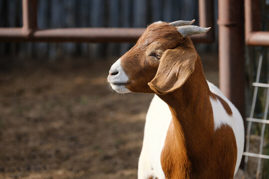 "Boer Goats"-Bilder: Stock-Fotos & -Videos. | Adobe Stock