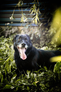 Bosseron bilder – Bläddra bland 14 stockfoton, vektorer och videor ...