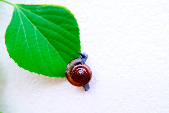 Monachoides Images – Browse 30 Stock Photos, Vectors, and Video | Adobe ...