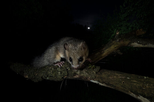 「Gliridae」の画像 - 2,662 件の Stock 写真、ベクターおよびビデオ | Adobe Stock