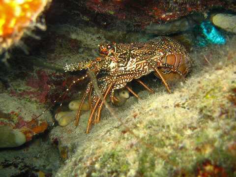Astacidea bilder – Bläddra bland 111 stockfoton, vektorer och videor ...