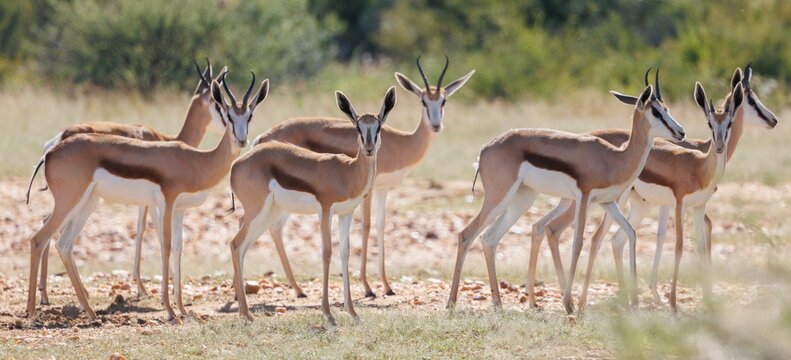 รูปภาพMaral – เลือกดูภาพถ่ายสต็อก เวกเตอร์ และวิดีโอ4,291 | Adobe Stock