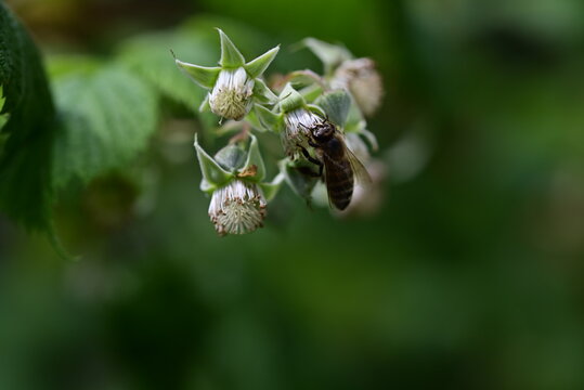 Rashberry Images – Browse 35 Stock Photos, Vectors, and Video | Adobe Stock