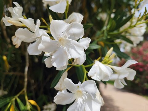 White Oleander Flower In Milk