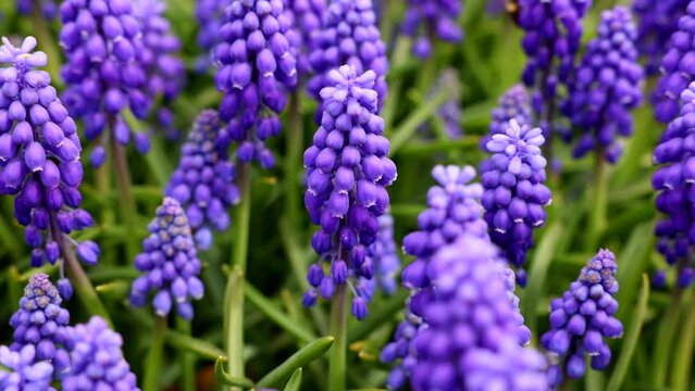 Hyacinth Video Footage – Browse 4,963 HD Stock Video and Footage ...