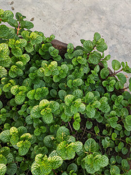 Mentheae Bilder – Durchsuchen 278 Archivfotos, Vektorgrafiken und ...