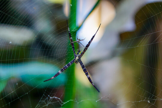 Indian Spider Baby