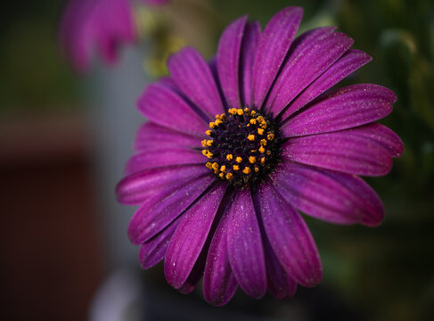 Lila Images – Browse 1,085,140 Stock Photos, Vectors, and Video | Adobe ...