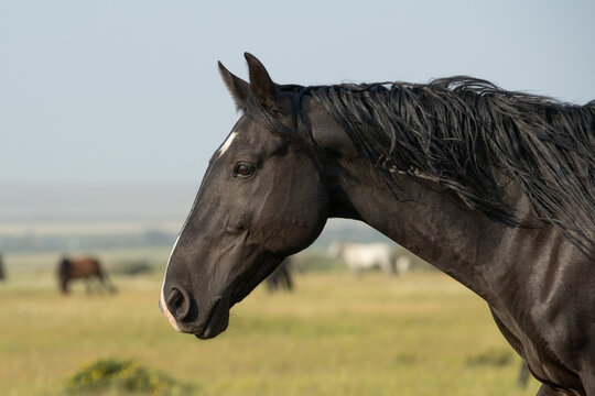 Mustang Horse Head