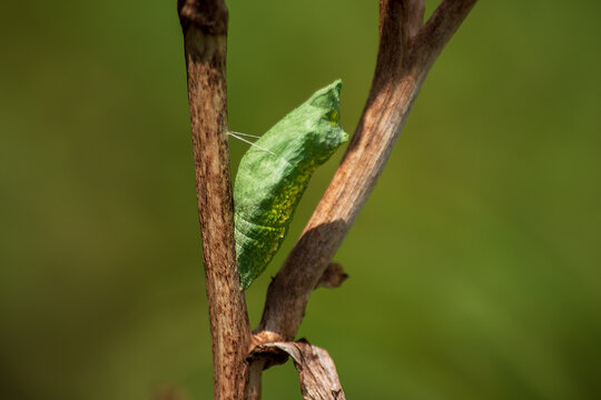 รูปภาพCacoon – เลือกดูภาพถ่ายสต็อก เวกเตอร์ และวิดีโอ122 | Adobe Stock