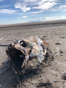 Podrido Bilder – Durchsuchen 200 Archivfotos, Vektorgrafiken und Videos ...