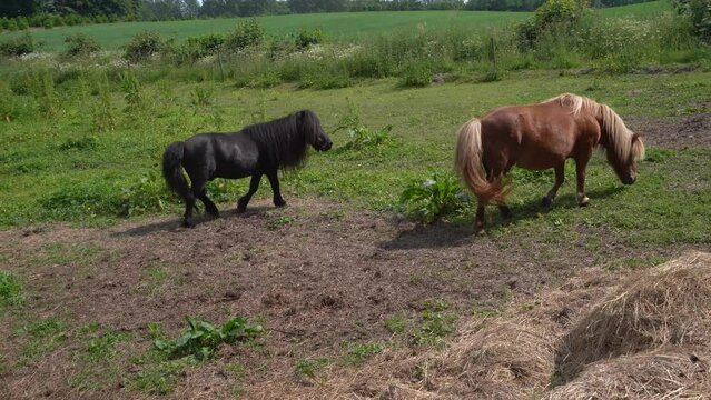 "Shetland Pony" Images – Browse 6,042 Stock Photos, Vectors, and Video ...