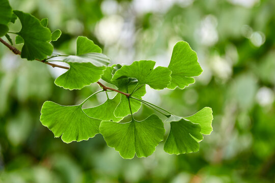 รูปภาพGinkgoales – เลือกดูภาพถ่ายสต็อก เวกเตอร์ และวิดีโอ486 | Adobe Stock