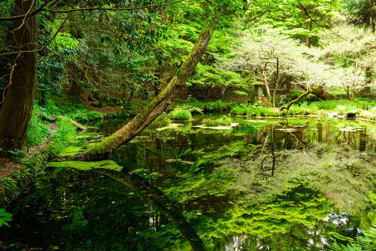 Yamabuki bilder – Bläddra bland 392 stockfoton, vektorer och videor ...
