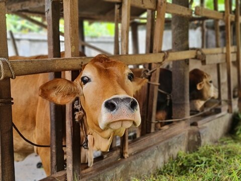 Lembu Billeder – Gennemse 254 stockfotos, vektorer og videoer | Adobe Stock