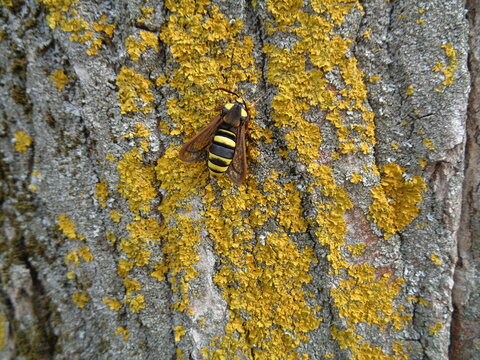 Apiformis Bilder – Durchsuchen 71 Archivfotos, Vektorgrafiken und ...