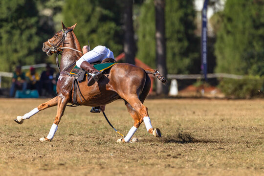 Polocrosse Images – Browse 63 Stock Photos, Vectors, and Video | Adobe ...