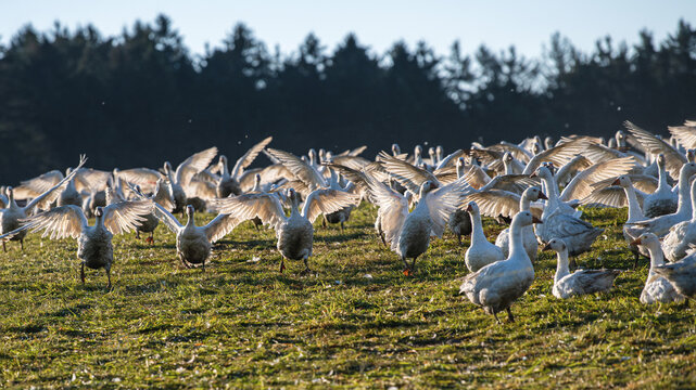 Mastgans Bilder – Durchsuchen 482 Archivfotos, Vektorgrafiken und ...