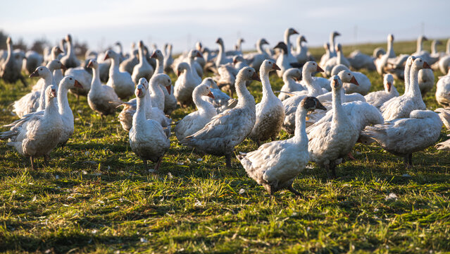 Mastgans Bilder – Durchsuchen 482 Archivfotos, Vektorgrafiken und ...
