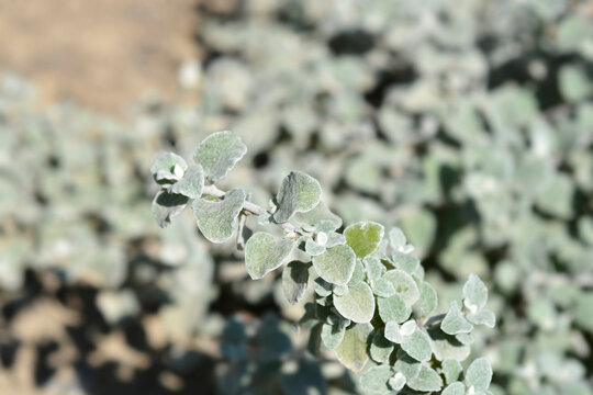 「Imphepho」の写真素材 | 56件の無料イラスト画像 | Adobe Stock