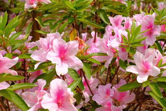 "Pink Azalea" Bilder – Durchsuchen 531 Archivfotos, Vektorgrafiken und ...