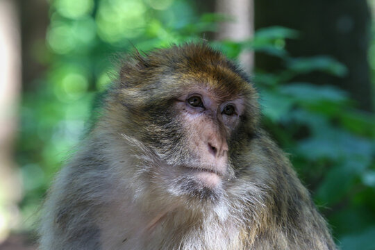 รูปภาพCercopithecinae – เลือกดูภาพถ่ายสต็อก เวกเตอร์ และวิดีโอ1,180 ...