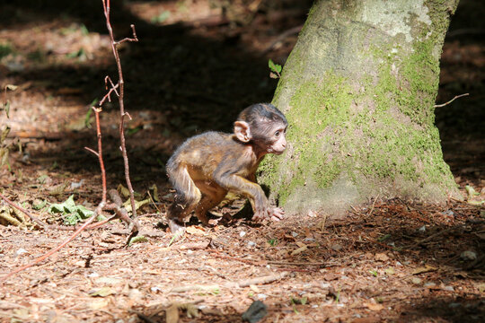 รูปภาพCercopithecinae – เลือกดูภาพถ่ายสต็อก เวกเตอร์ และวิดีโอ1,180 ...