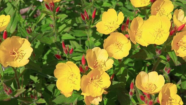 รูปภาพPrimrose – เลือกดูภาพถ่ายสต็อก เวกเตอร์ และวิดีโอ465,328 | Adobe ...