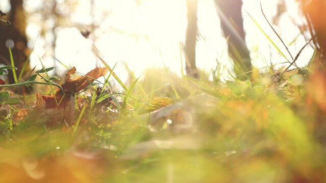 Boken Images – Browse 3,202 Stock Photos, Vectors, and Video | Adobe Stock