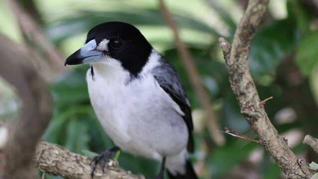 "Butcher Bird" Images – Browse 24,158 Stock Photos, Vectors, and Video ...