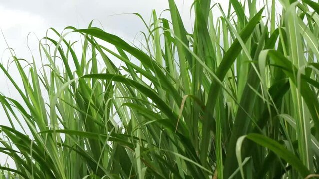 「Pakchong」の写真素材 | 247件の無料イラスト画像 | Adobe Stock