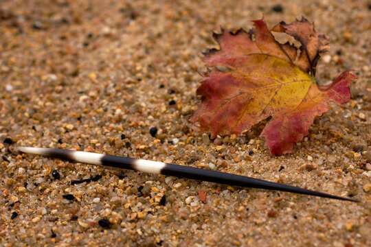 Muishond bilder – Bläddra bland 13 stockfoton, vektorer och videor ...