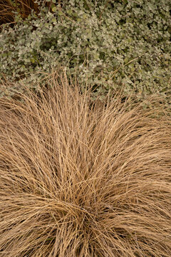 「Imphepho」の写真素材 | 56件の無料イラスト画像 | Adobe Stock