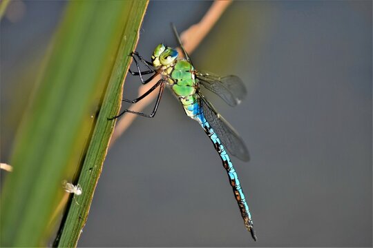 Aeschna bilder – Bläddra bland 1,808 stockfoton, vektorer och videor ...
