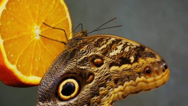 รูปภาพLepidopterist – เลือกดูภาพถ่ายสต็อก เวกเตอร์ และวิดีโอ854 | Adobe ...