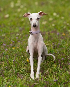 Italian Greyhound Running