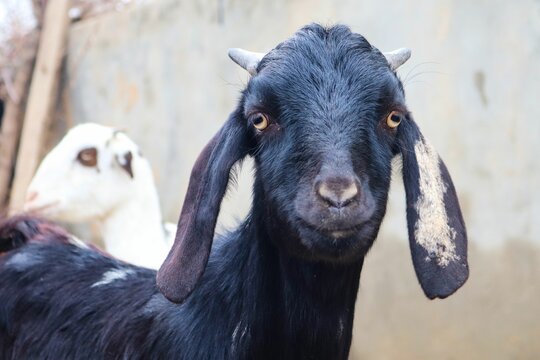 Bakra Face