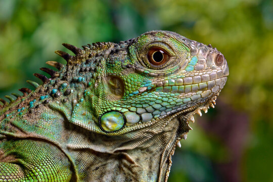 รูปภาพAcrodonta – เลือกดูภาพถ่ายสต็อก เวกเตอร์ และวิดีโอ11,557 | Adobe ...