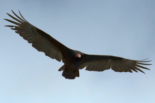 Aasgeier Bilder – Durchsuchen 5,909 Archivfotos, Vektorgrafiken und ...