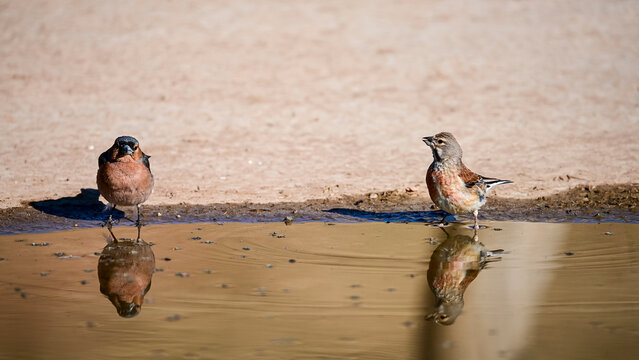 「Granivore」の画像 - 2,274 件の Stock 写真、ベクターおよびビデオ | Adobe Stock