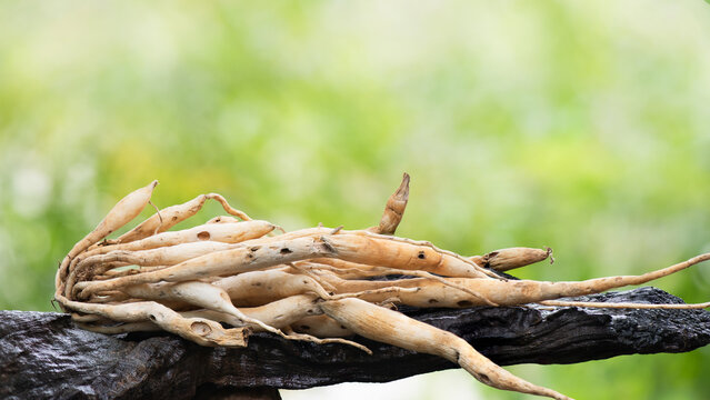 "Asparagus Racemosus" Images – Browse 468 Stock Photos, Vectors, and ...