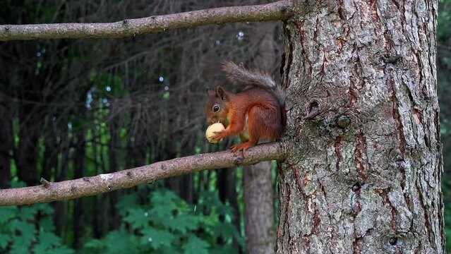 Gnashing Images – Browse 1,203 Stock Photos, Vectors, and Video | Adobe ...